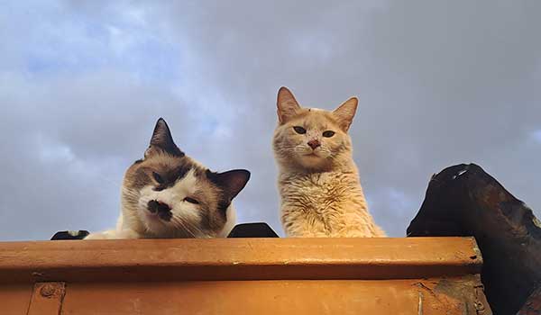 Buschtrommel 2025 Dezember – Bwana Tucke-Tucke